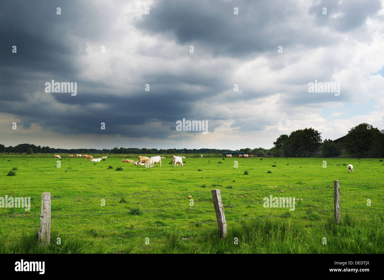 Pasture with cattle hi-res stock photography and images - Alamy