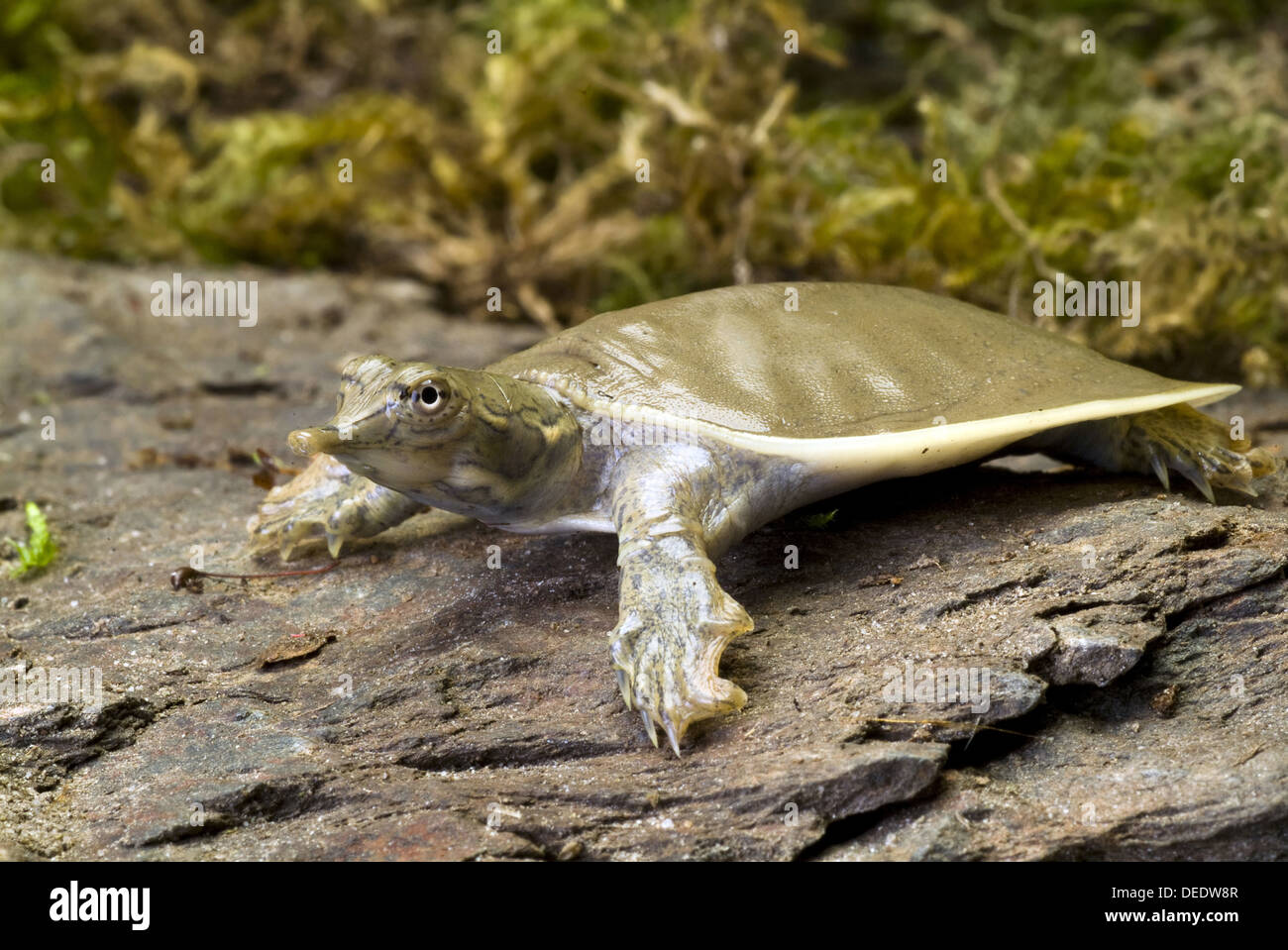 Spiny turtle hi-res stock photography and images - Alamy