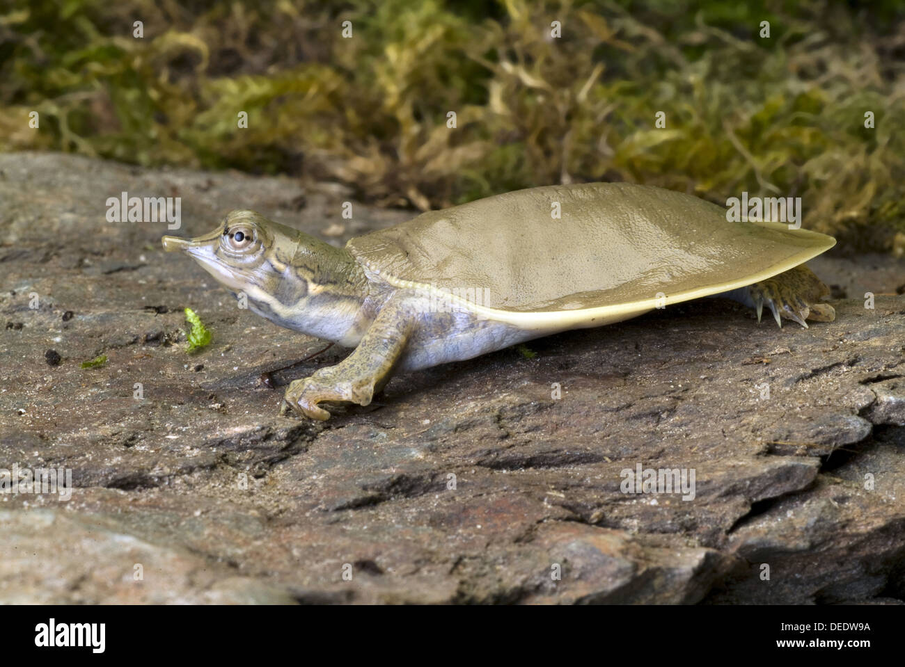 Spiny Softshell Turtle, Apalone spinifera Stock Photo - Alamy