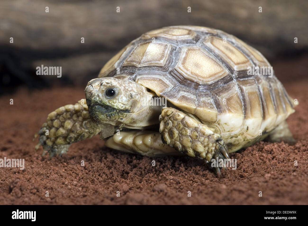 African spurred tortoises hi-res stock photography and images - Alamy