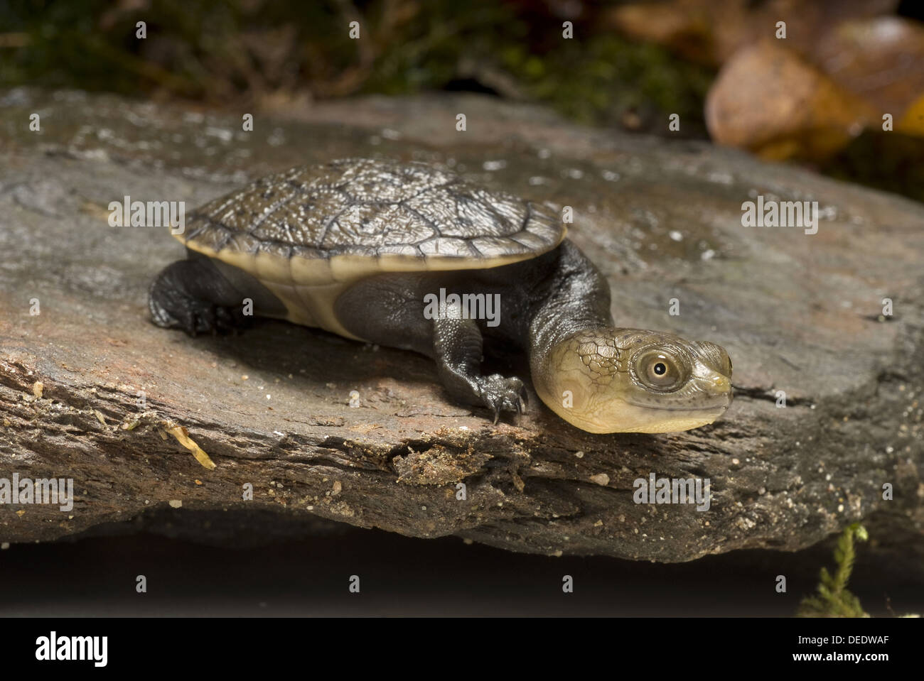 Northern snake-necked turtle, Chelodina siebenrocki Stock Photo - Alamy