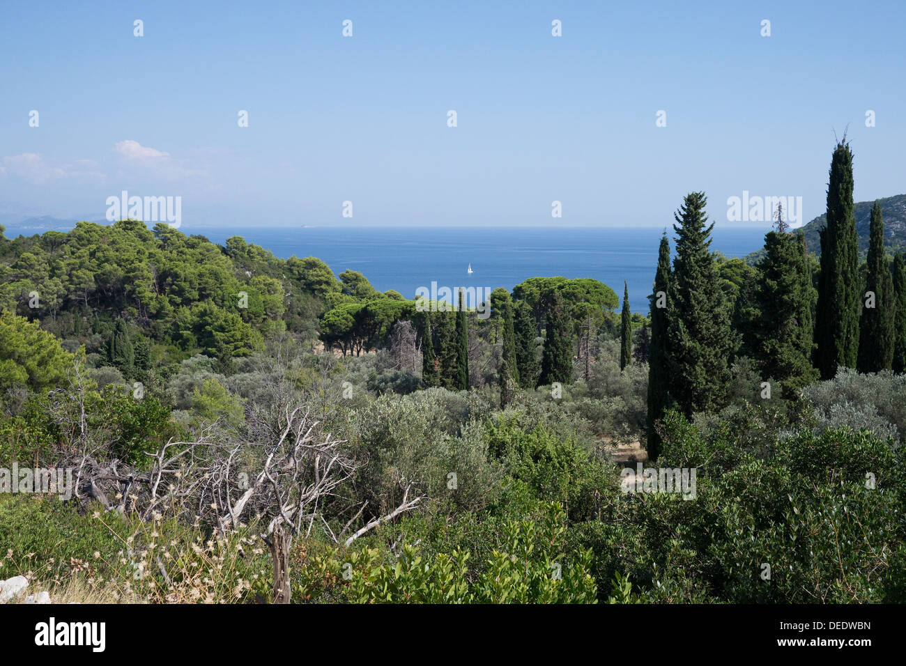 the rich green vegetation of the island of Mljet, Croatia Stock Photo ...