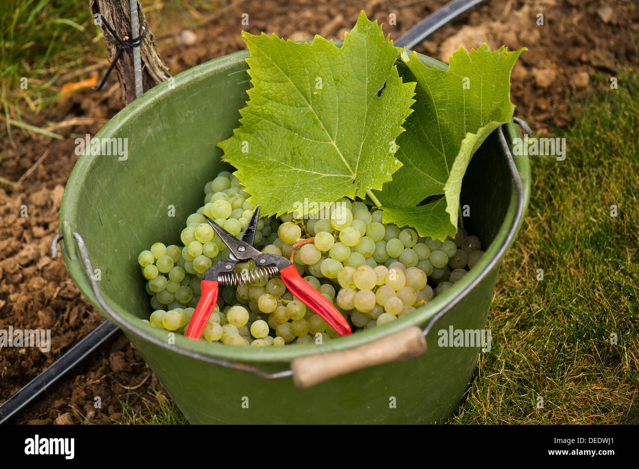 A bucket stands filled with grapes of the grape variety Solaris on ...
