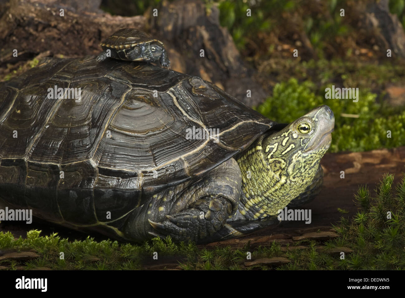 Chinese pond turtle hi-res stock photography and images - Alamy