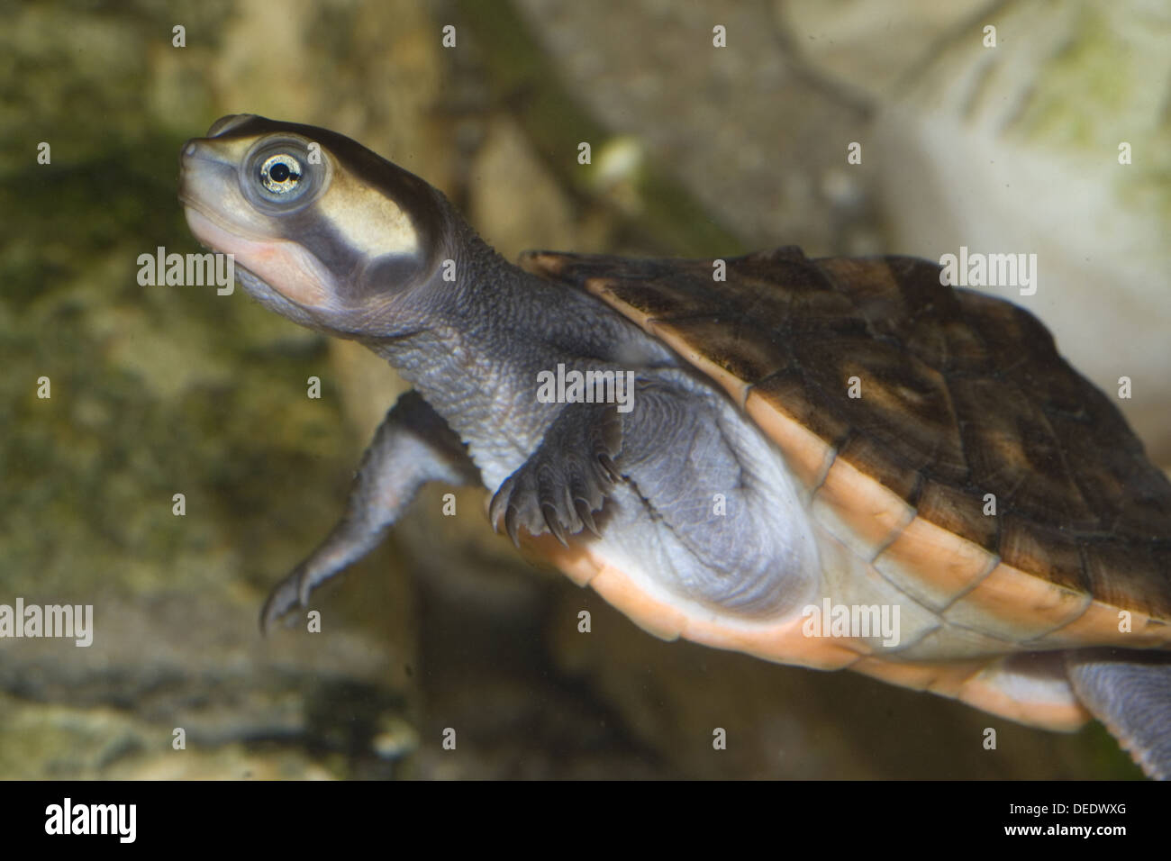 Red-bellied short-necked turtle, Emydura subglobosa Stock Photo - Alamy