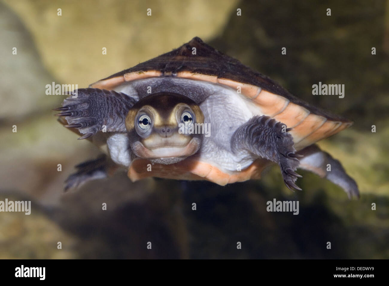 Red side necked turtle hi-res stock photography and images - Alamy