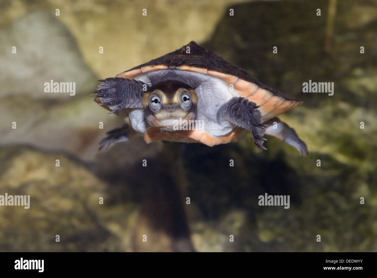 Red-bellied short-necked turtle, Emydura subglobosa Stock Photo - Alamy