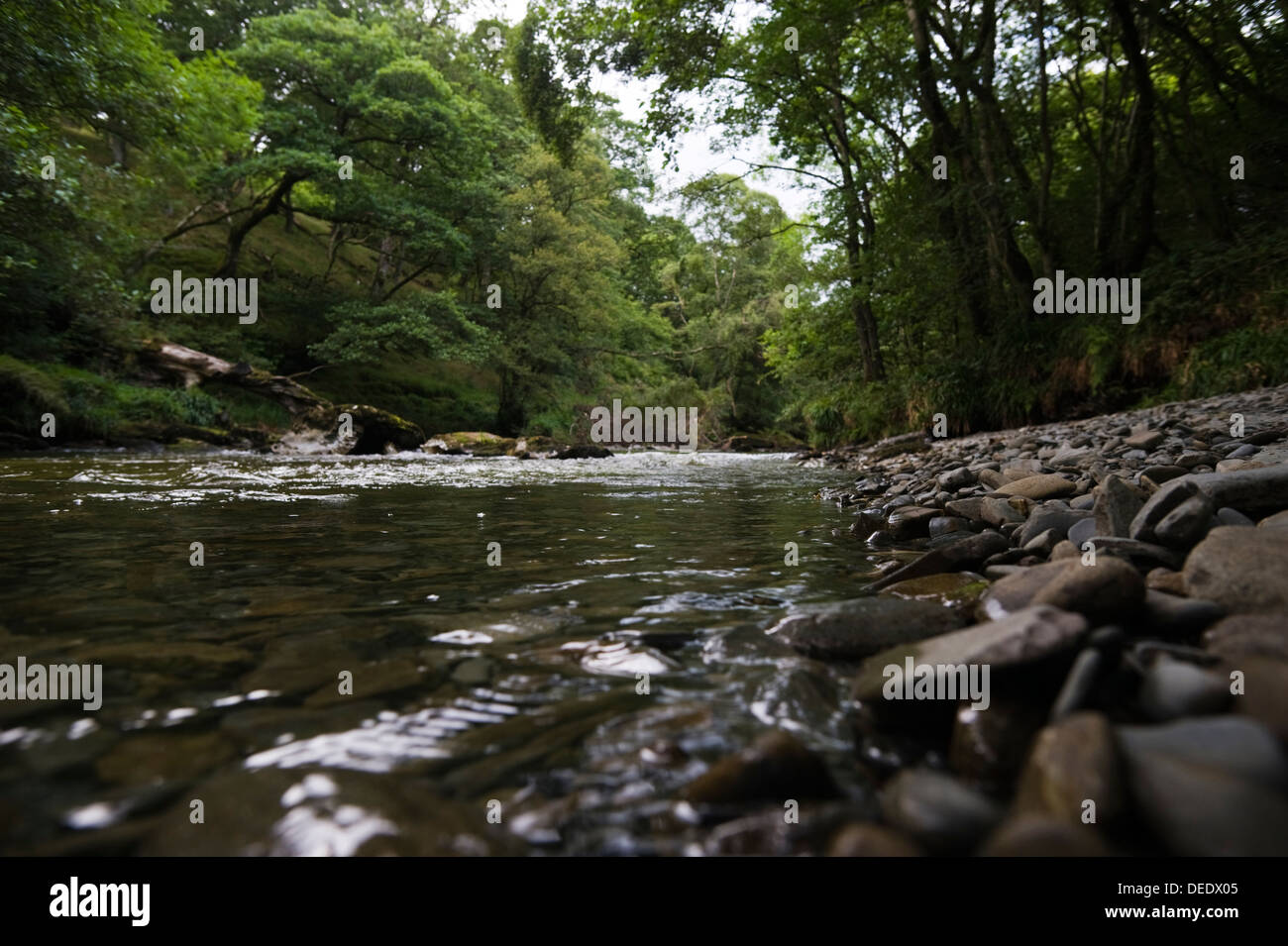 River wye riverbank powys trees hi-res stock photography and images - Alamy