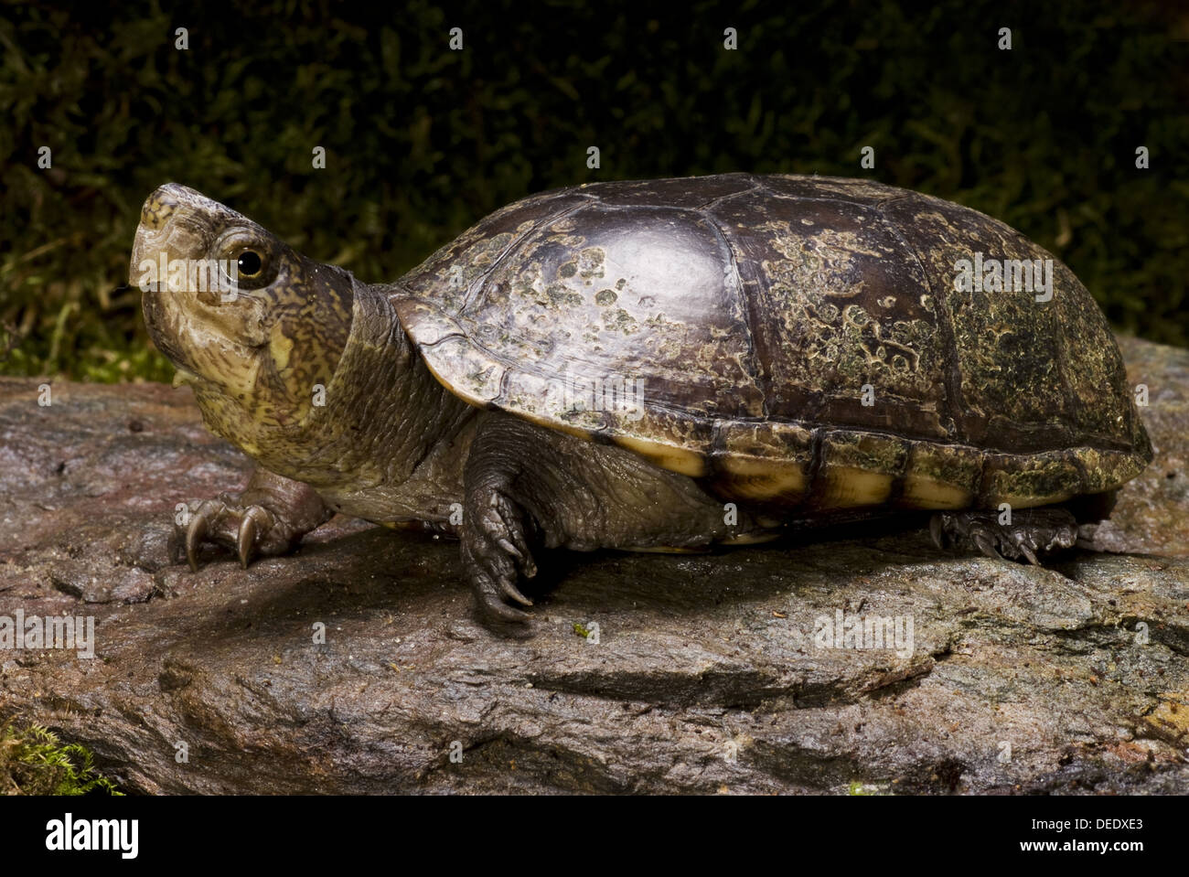 Eastern Mud Turtle, Kinosternon subrubrum Stock Photo - Alamy
