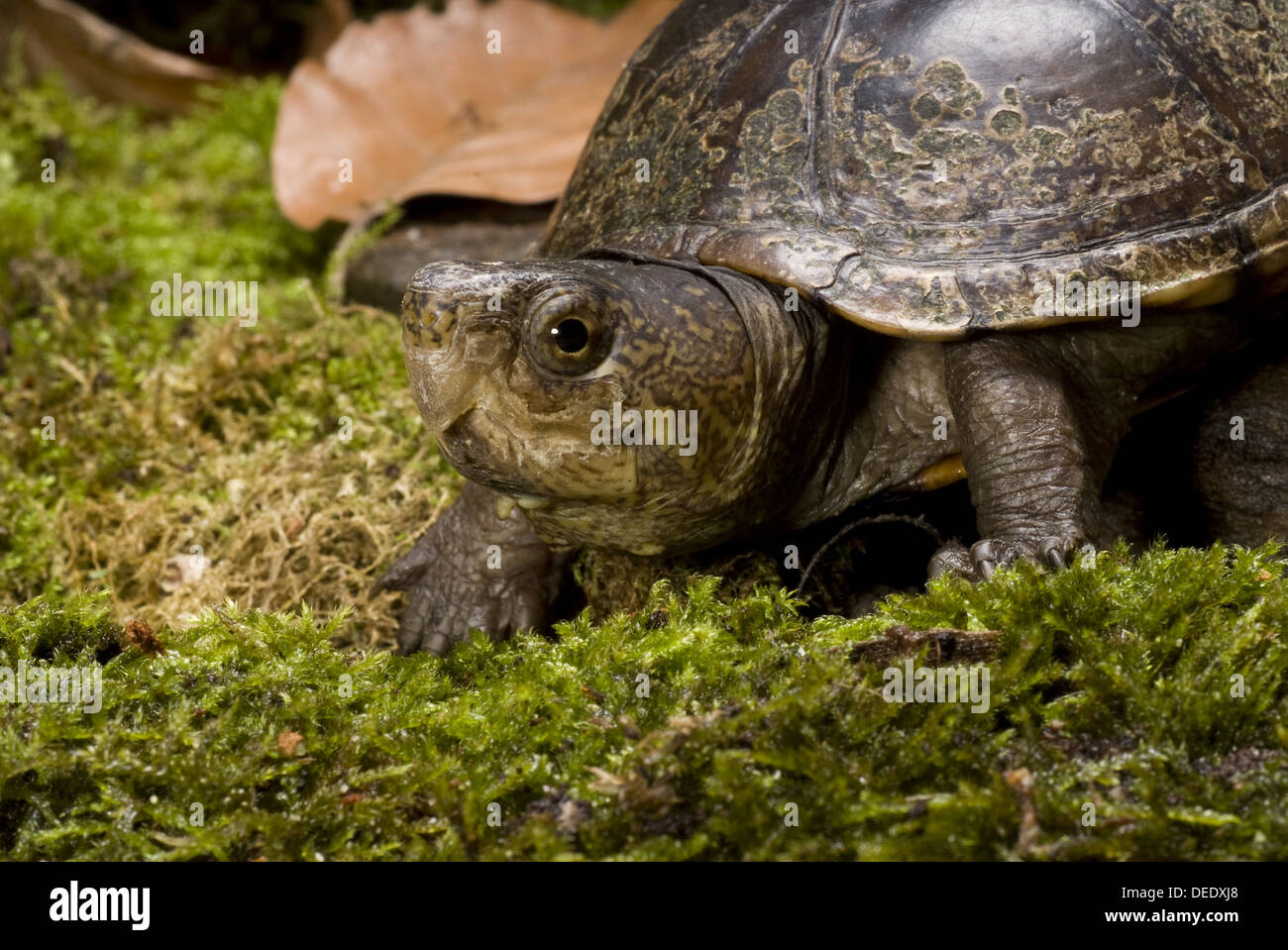 Eastern Mud Turtle, Kinosternon subrubrum Stock Photo - Alamy