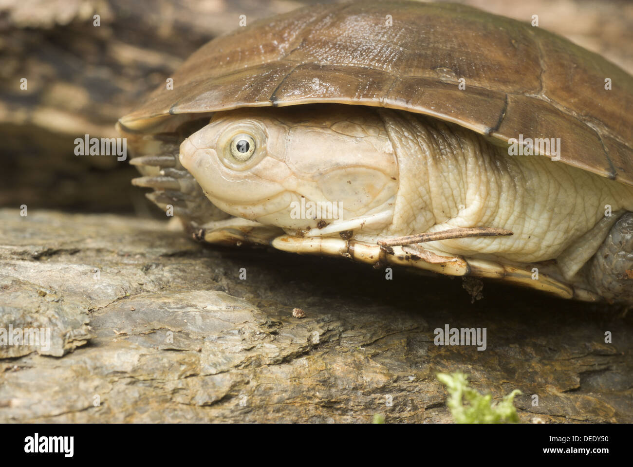 African helmeted turtle, Pelomedusa subrufa Stock Photo - Alamy