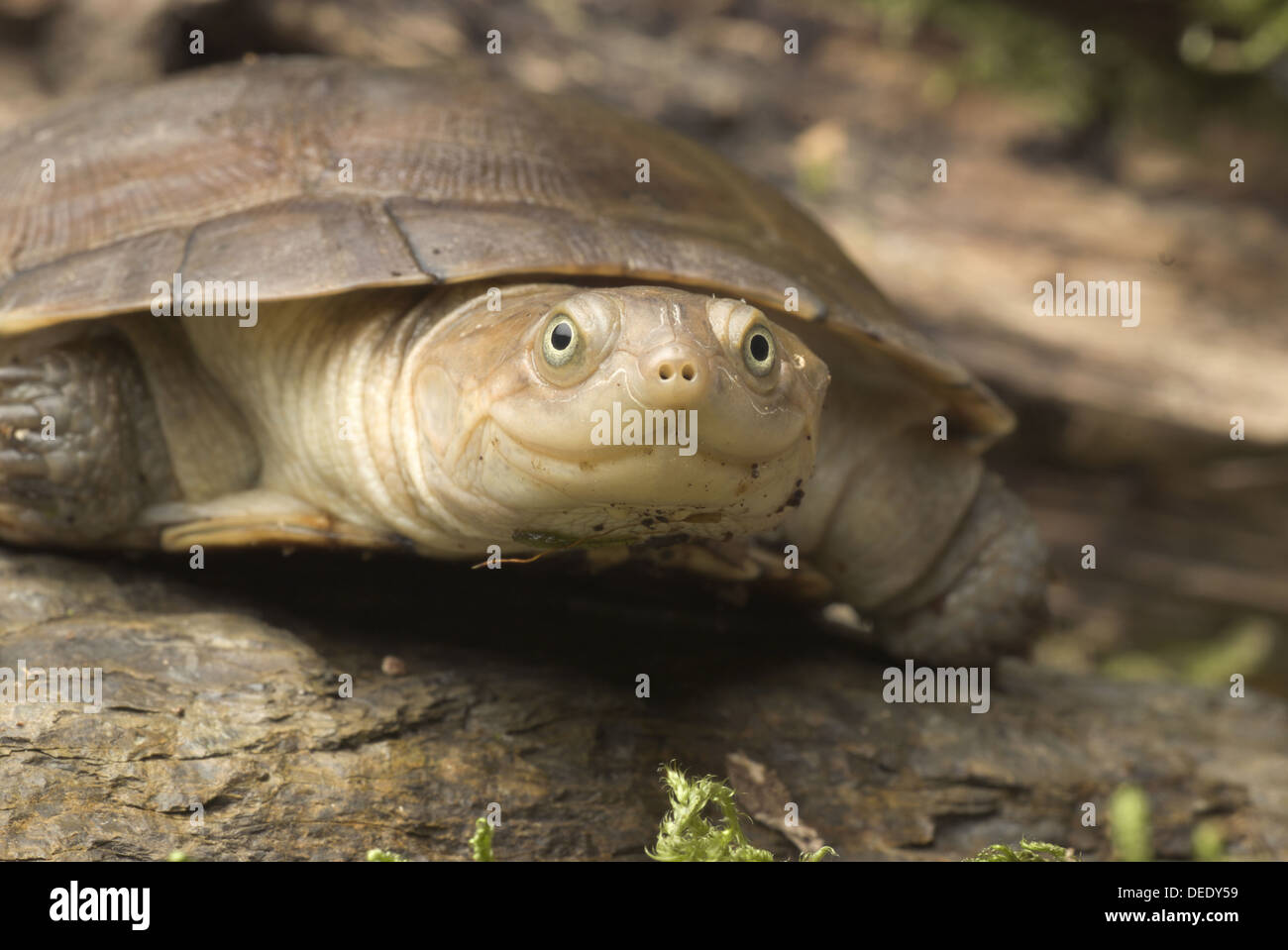 African helmeted turtle, Pelomedusa subrufa Stock Photo - Alamy