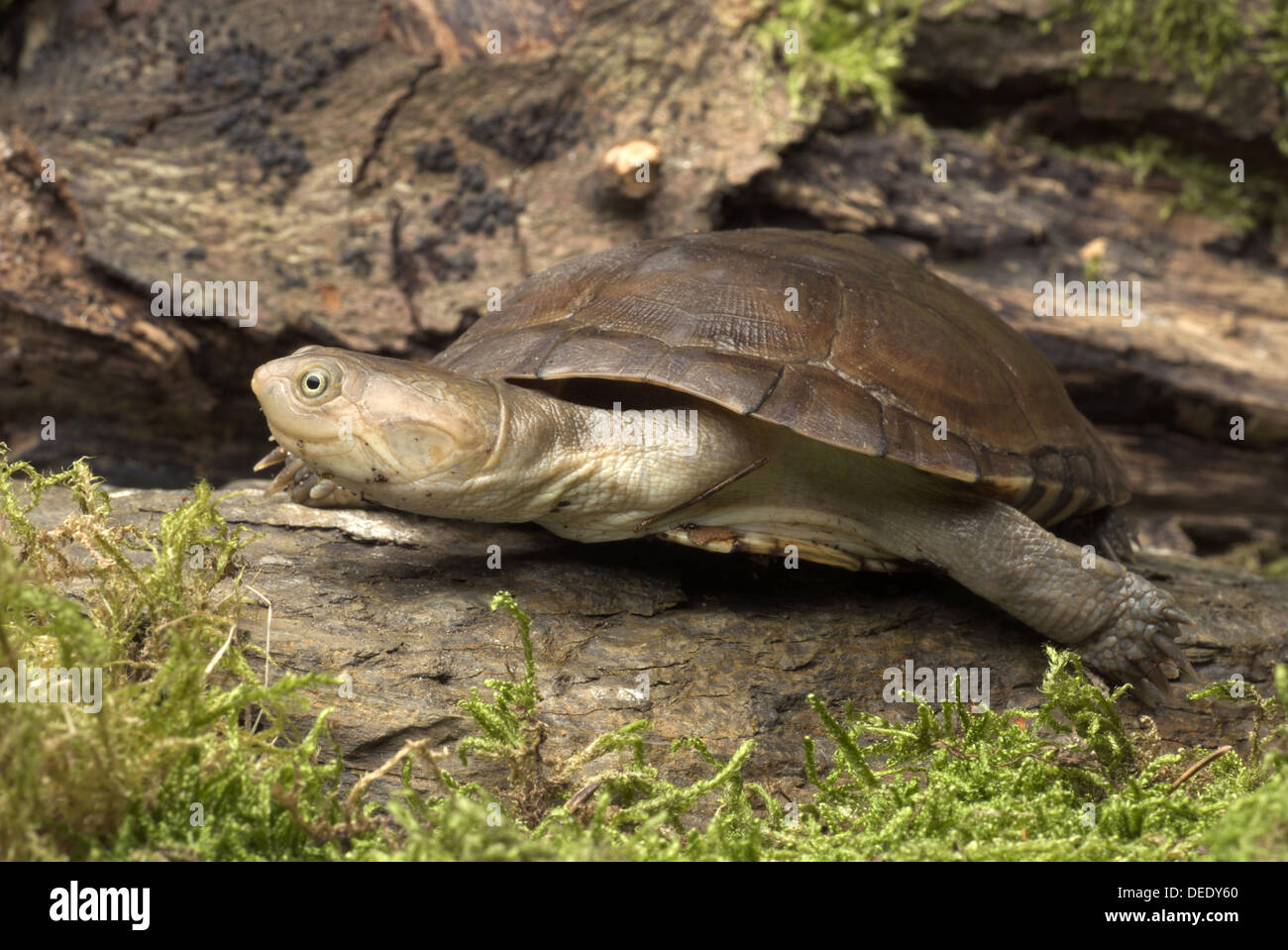 African helmeted turtle, Pelomedusa subrufa Stock Photo - Alamy