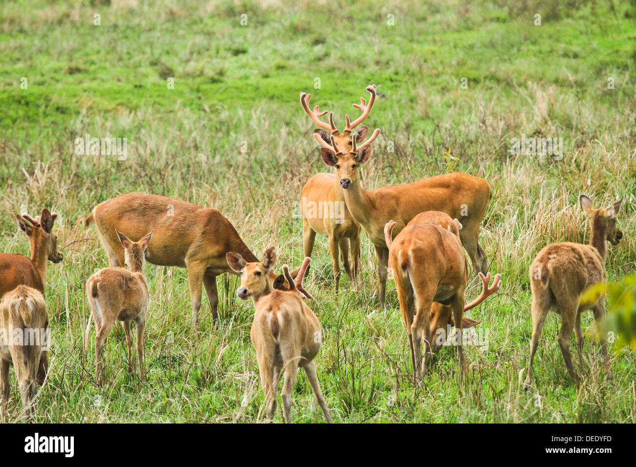 Swamp deer in Kaziranga National Park Stock Photo - Alamy