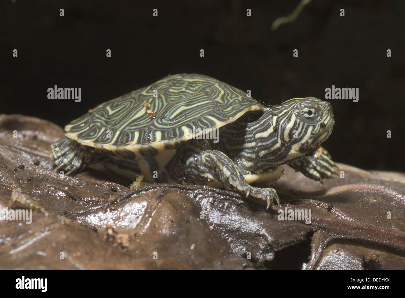 Concinna hi-res stock photography and images - Alamy