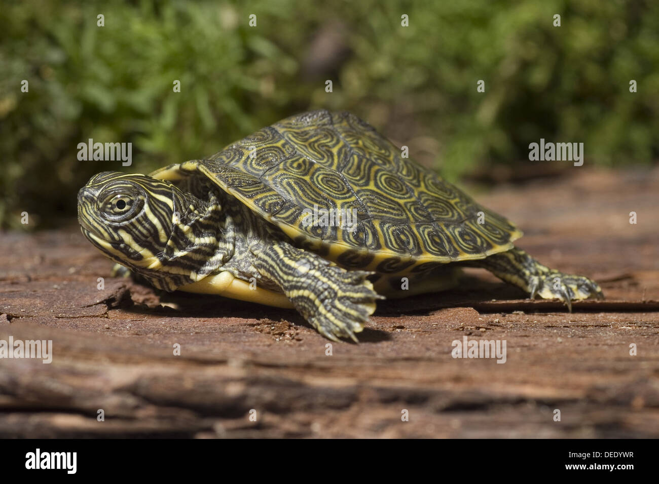 Northern red bellied cooter hi-res stock photography and images - Alamy