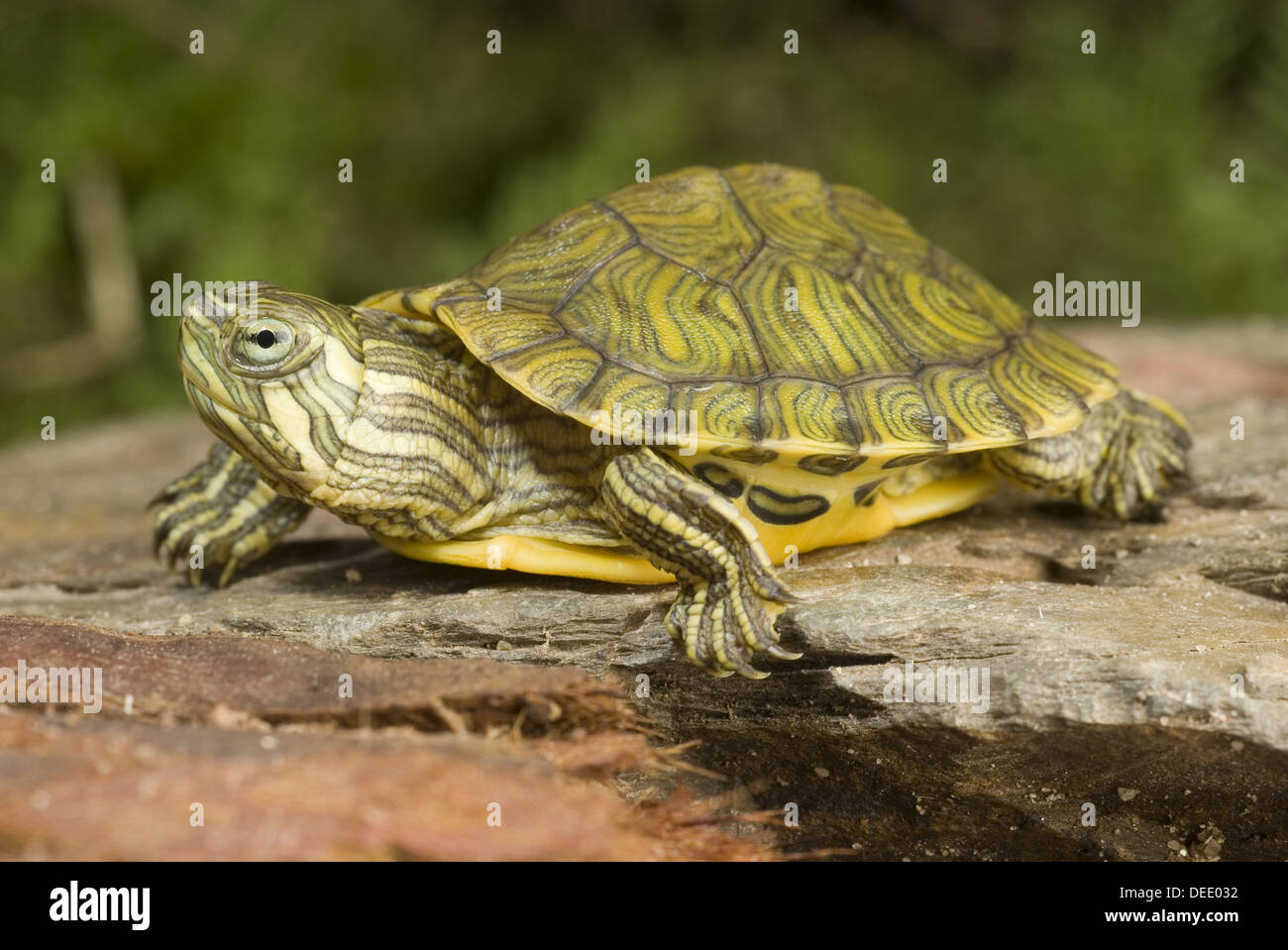 Cooters High Resolution Stock Photography and Images - Alamy