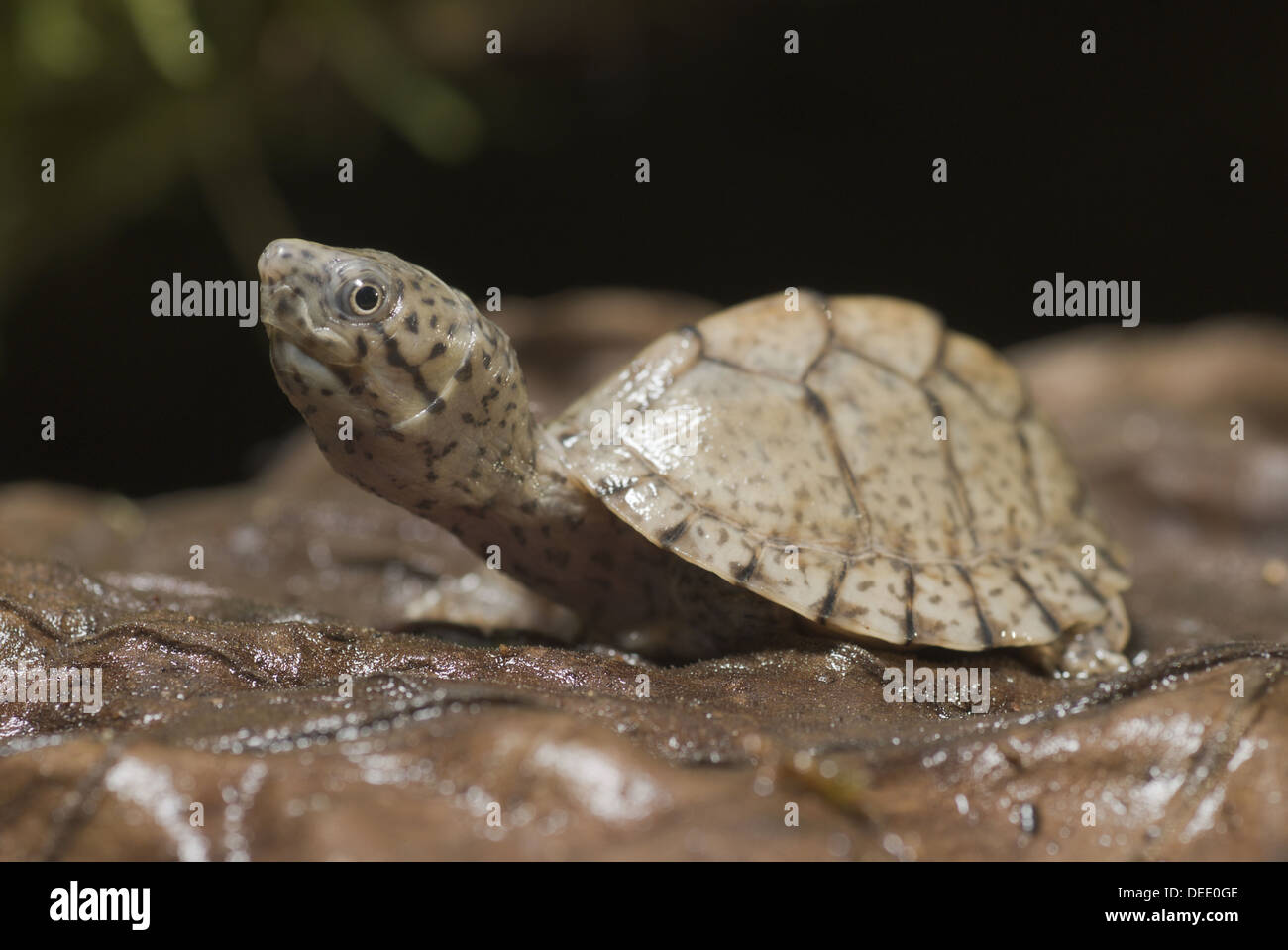 Loggerhead musk turtle, Sternotherus minor minor Stock Photo - Alamy