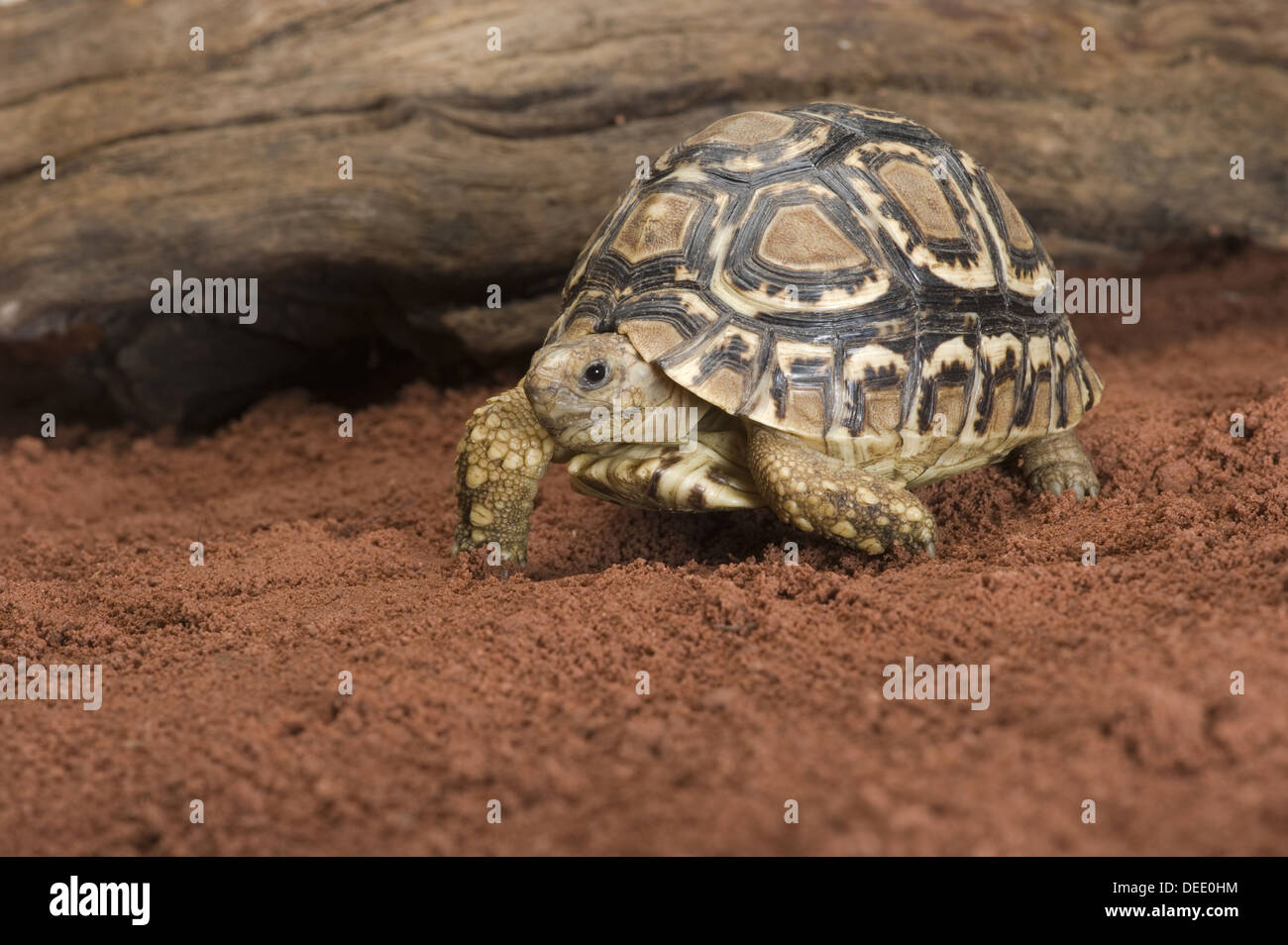 Leopard Tortoise Stigmochelys Pardalis High Resolution Stock ...