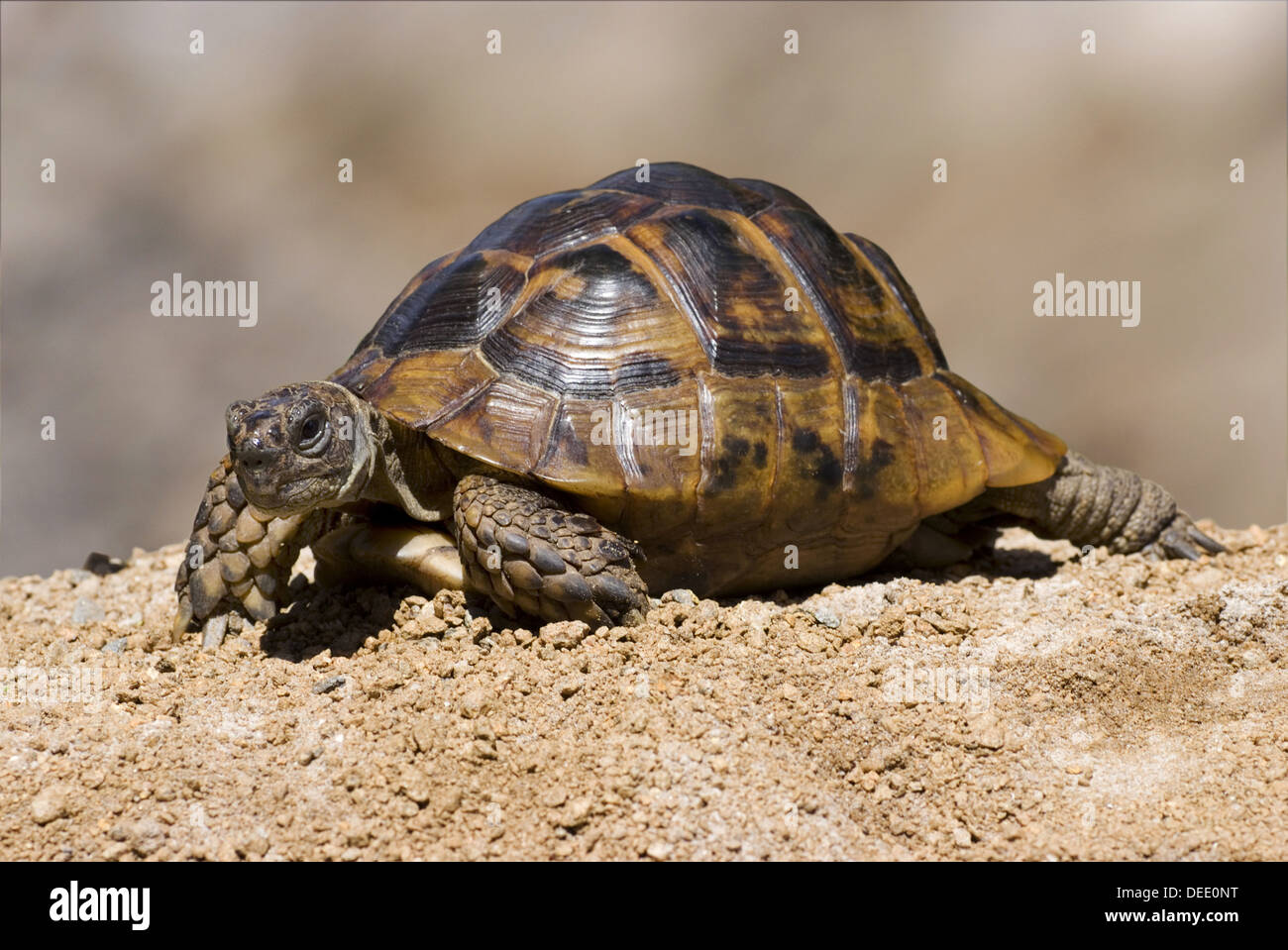 Mediterranean spur-thighed tortoise, Testudo graeca ibera Stock Photo ...