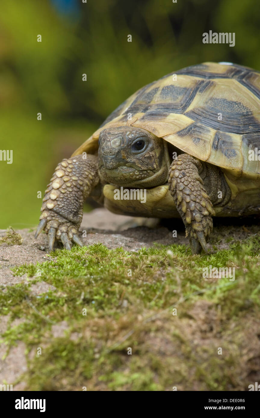 Western hermann's tortoise hi-res stock photography and images - Alamy
