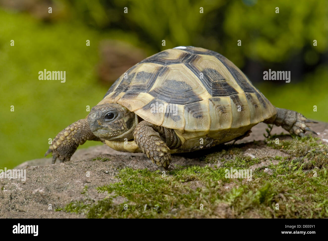 Western hermanns tortoise hi-res stock photography and images - Alamy