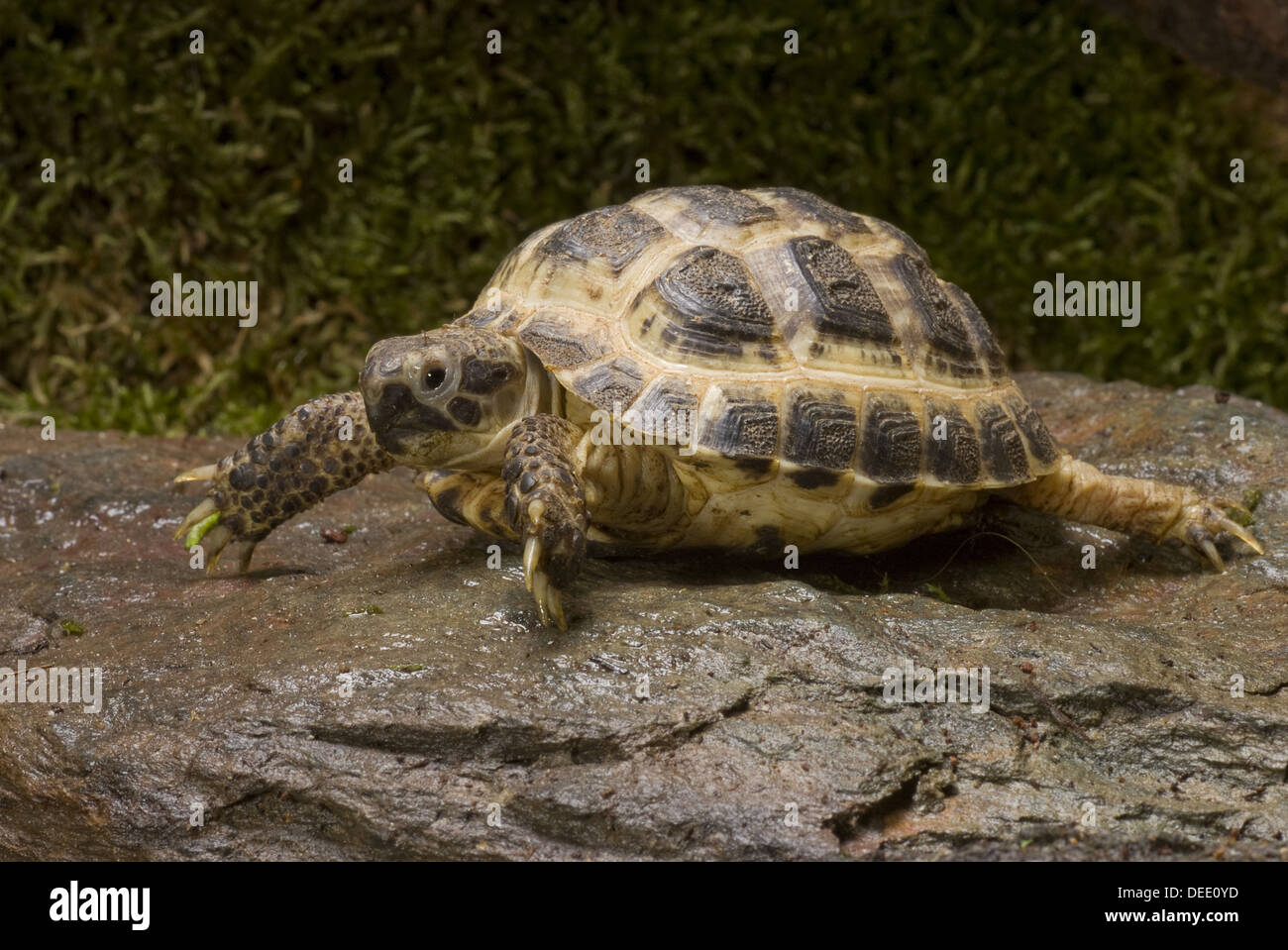 Testudo hi-res stock photography and images - Alamy