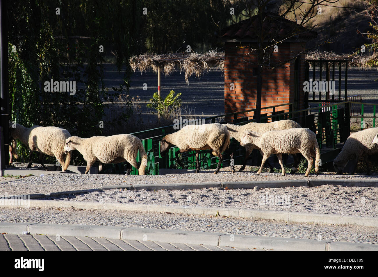 Sheep walking in a row, Riofrio, Granada Province, Andalusia, Spain ...