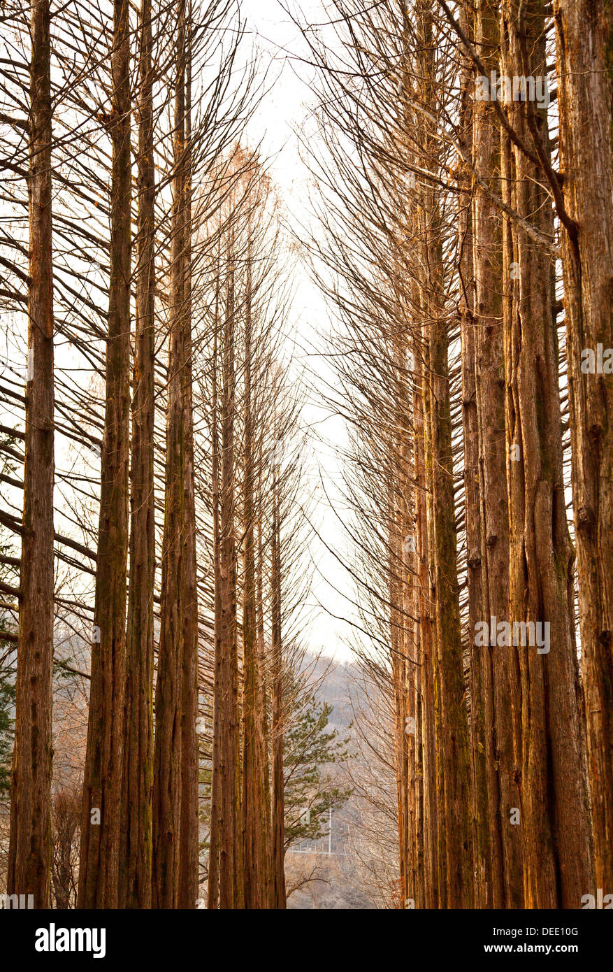Nami island korea hi-res stock photography and images - Alamy