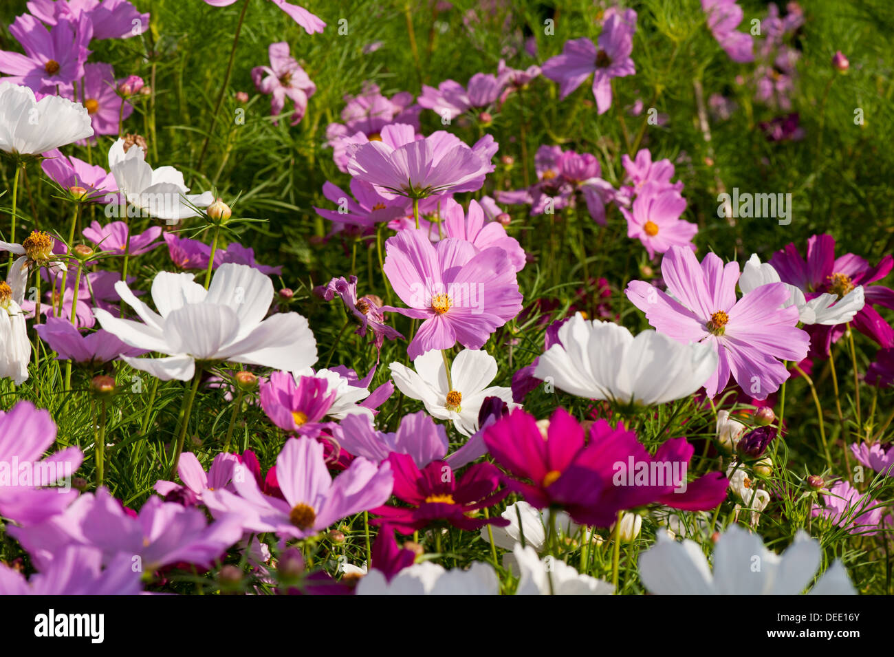 Cosmos bipinnatus flower flowers hi-res stock photography and images ...