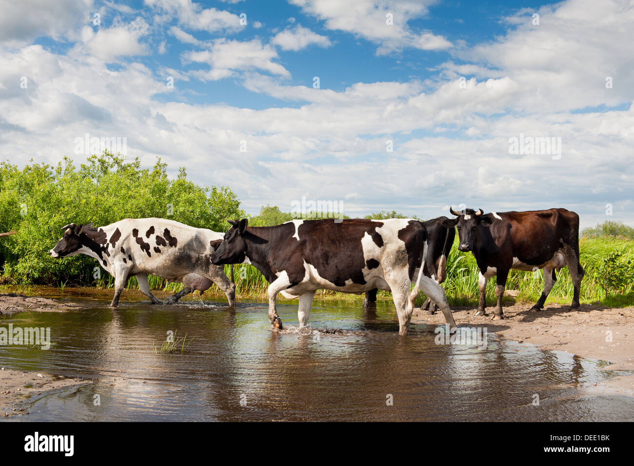 Bos pool hi-res stock photography and images - Alamy