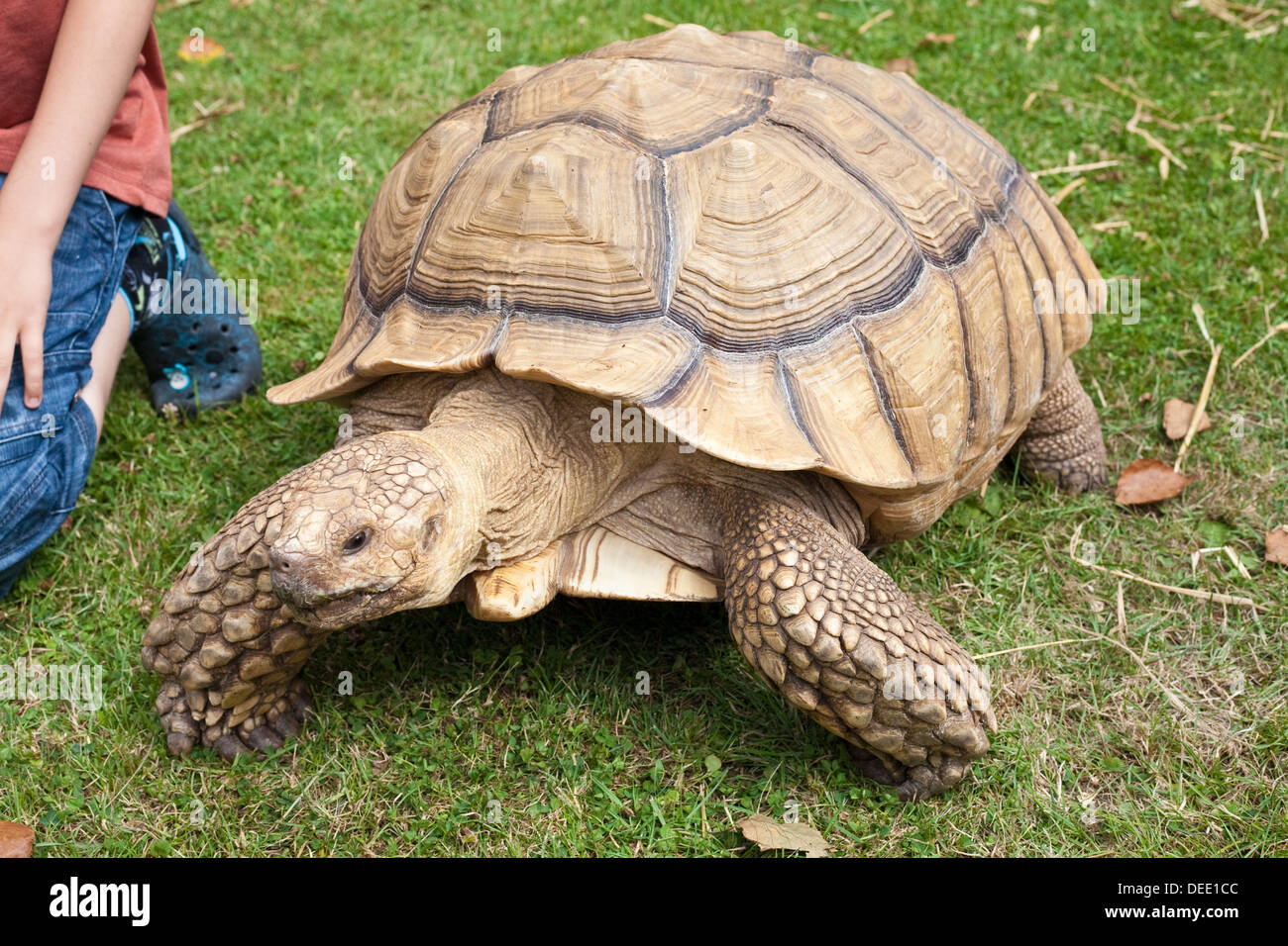 Geochelone Elephantopus High Resolution Stock Photography and Images ...