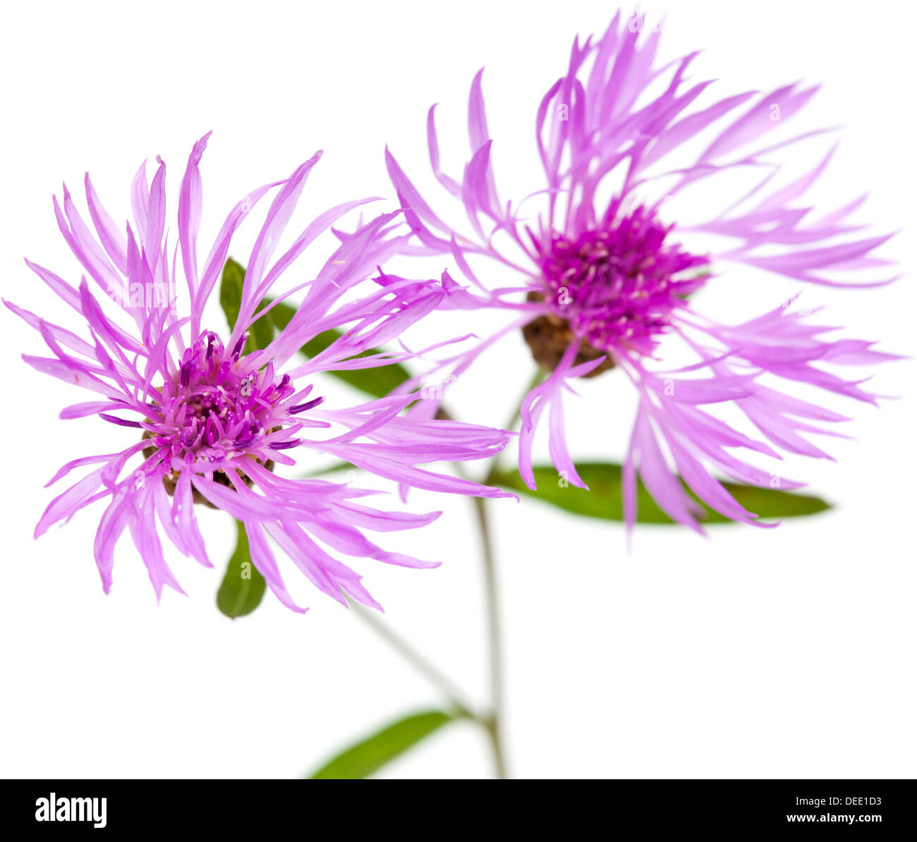 centaurea flowers isolated on white background Stock Photo - Alamy