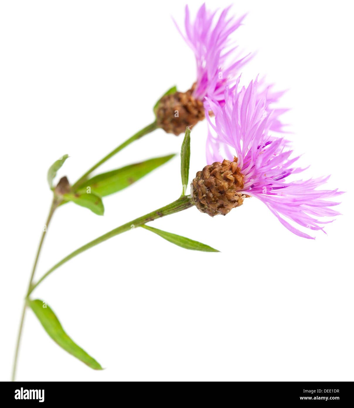 purple centaurea flowers isolated on white background Stock Photo - Alamy