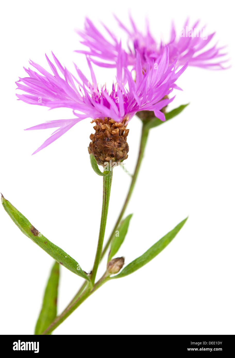purple centaurea flowers isolated on white background Stock Photo - Alamy