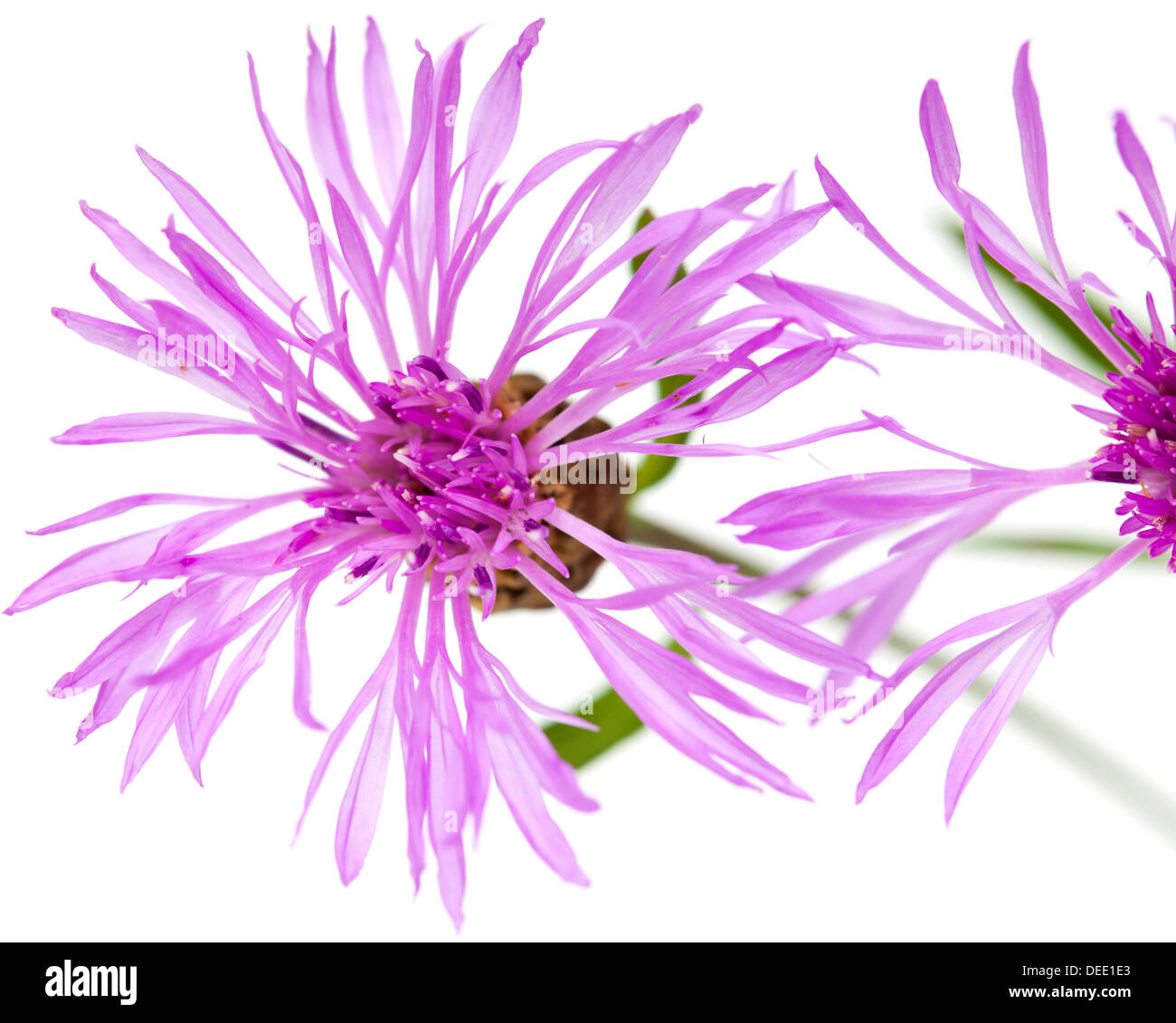 purple centaurea flowers isolated on white background Stock Photo - Alamy