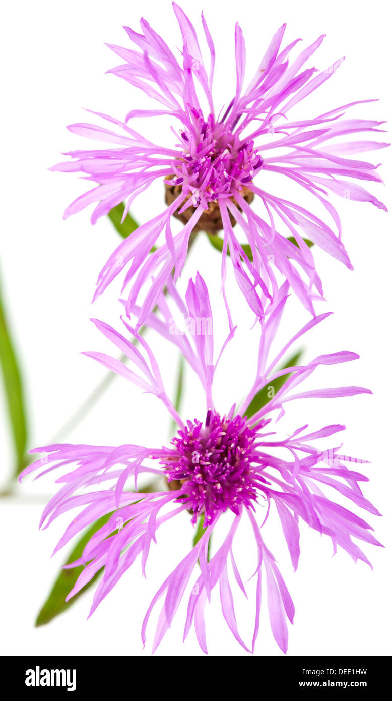 centaurea flowers isolated on white background Stock Photo - Alamy