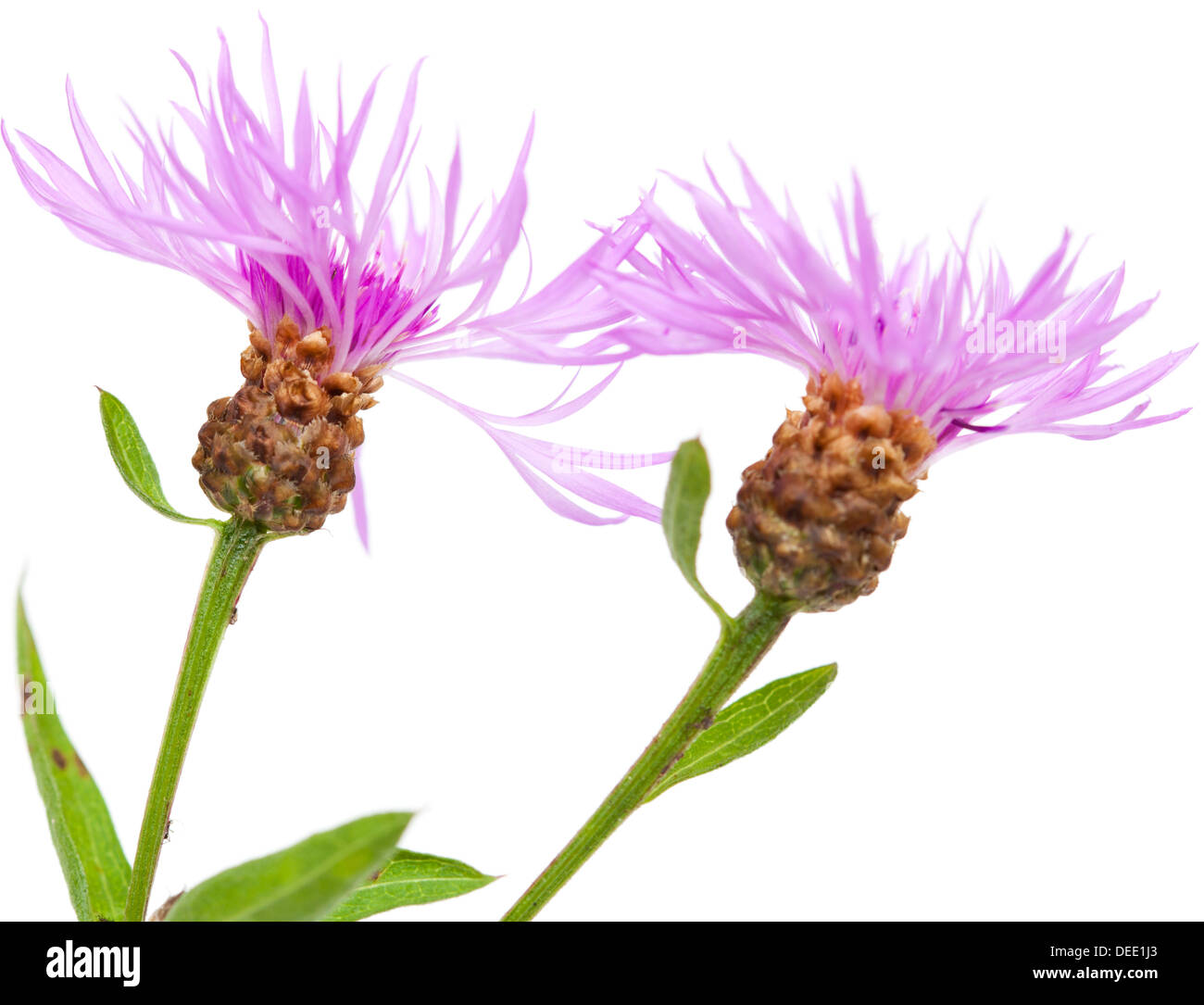 centaurea flowers isolated on white background Stock Photo - Alamy
