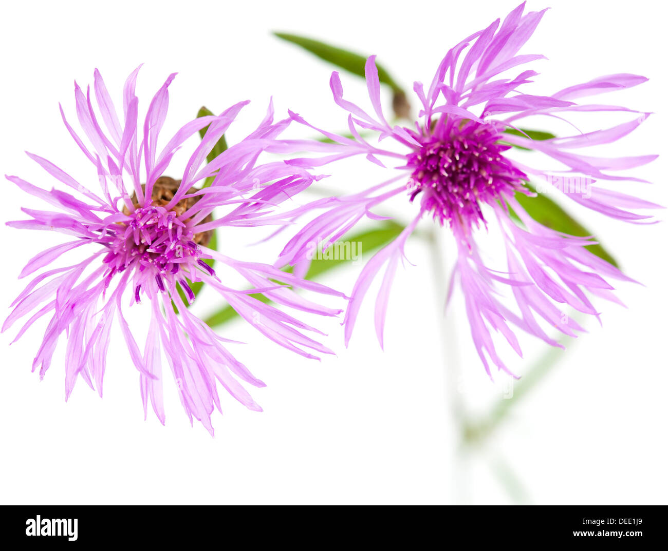 centaurea flowers isolated on white background Stock Photo - Alamy