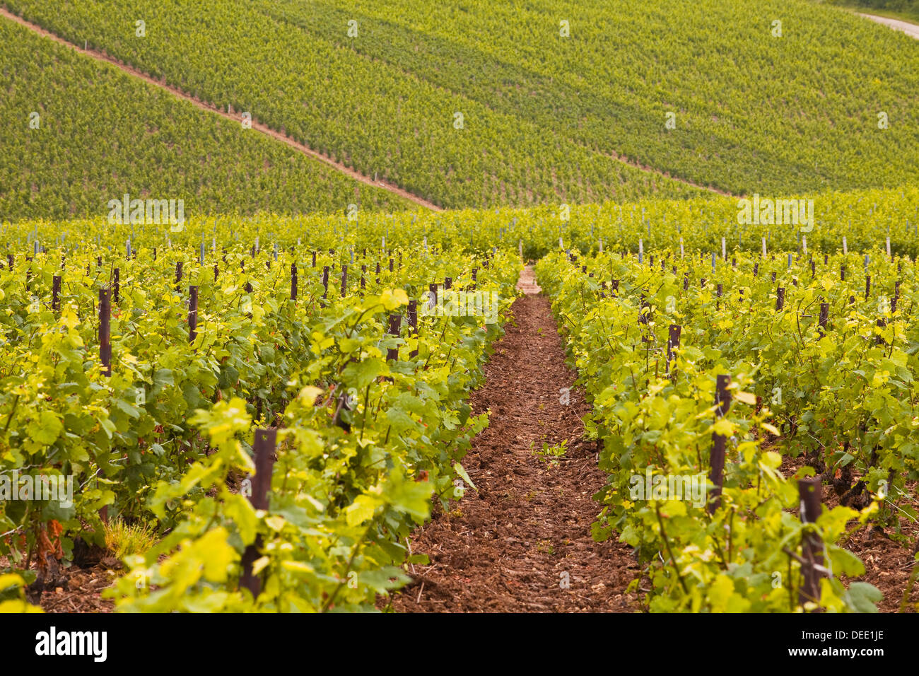Champagne vineyards near to Les Riceys in the Cote des Bar area of the ...