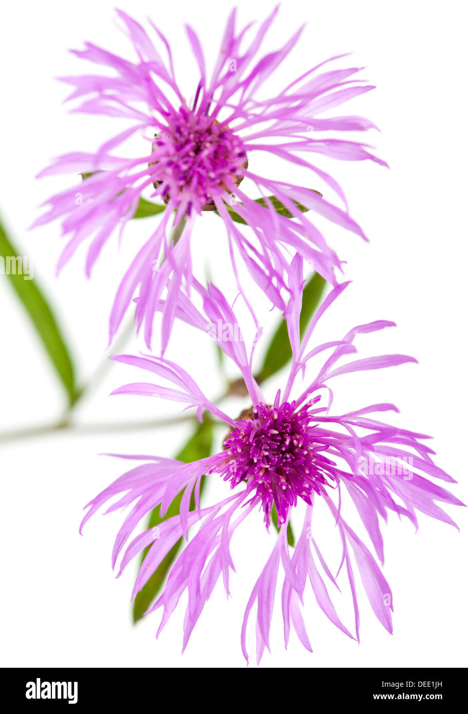 centaurea flowers isolated on white background Stock Photo - Alamy