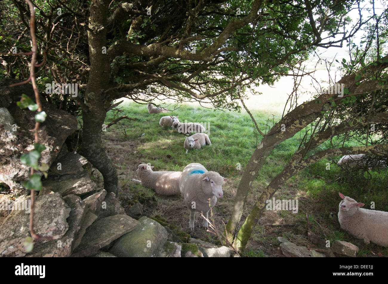 sheep resting in a field Stock Photo - Alamy