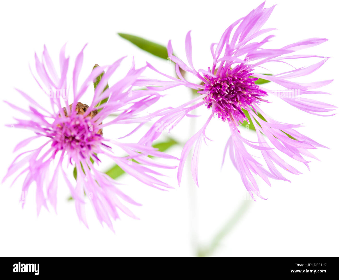 centaurea flowers isolated on white background Stock Photo - Alamy