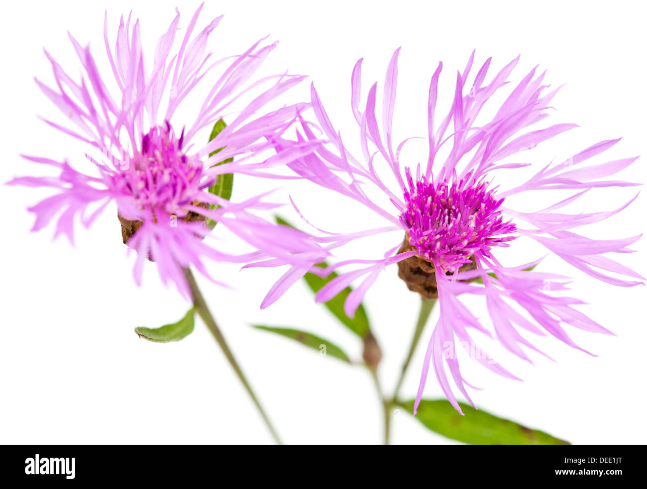 purple centaurea flowers isolated on white background Stock Photo - Alamy