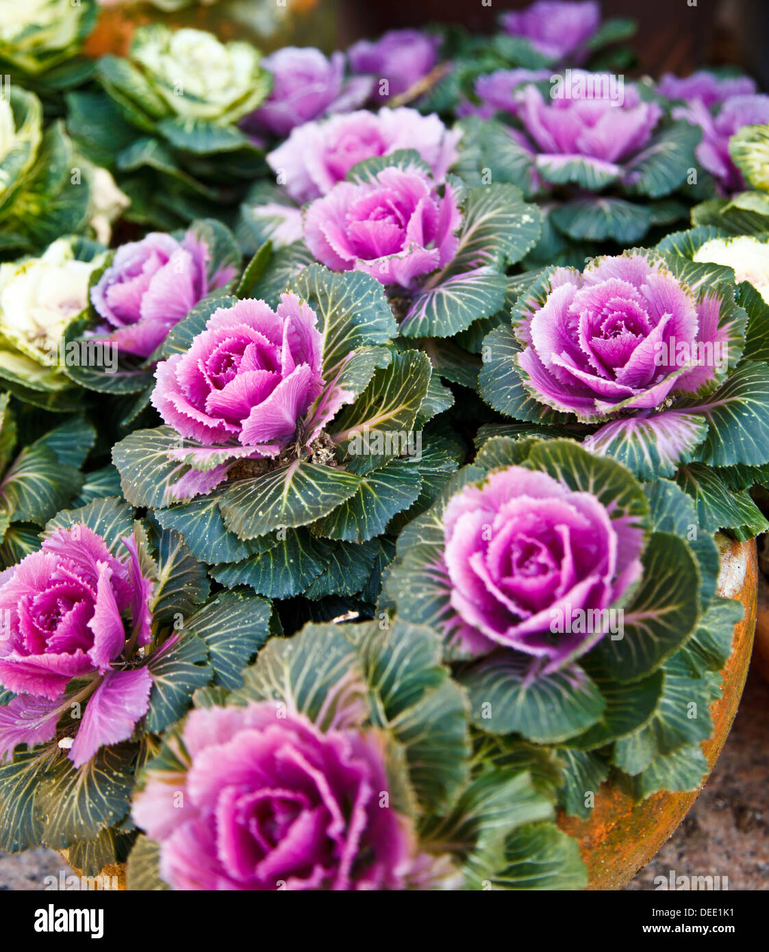 ornamental kale in garden Stock Photo - Alamy
