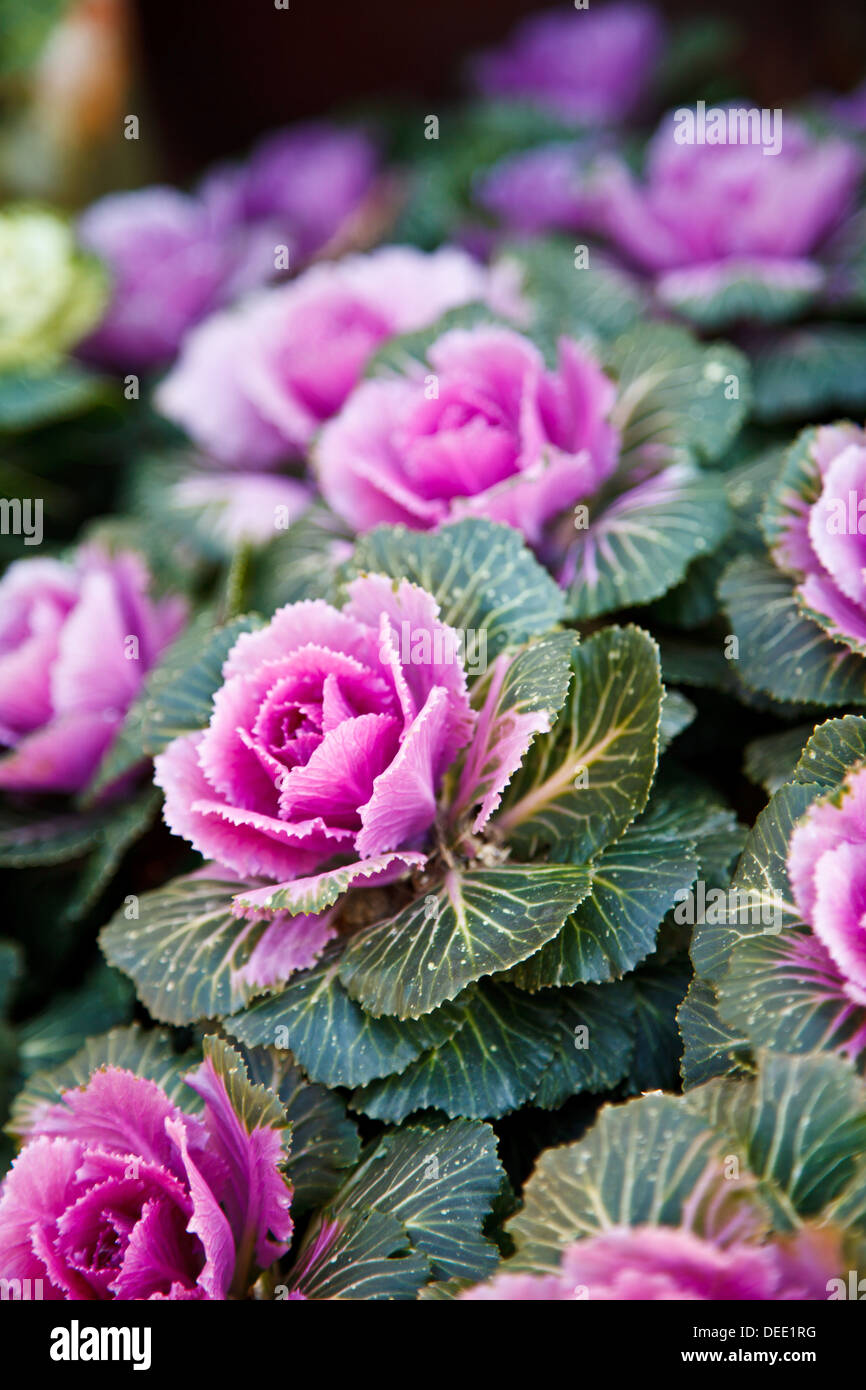 ornamental kale in garden Stock Photo - Alamy