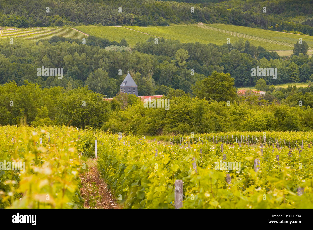 Champagne vineyards above the village of Chervey in the Cote des Bar area of Aube, Champagne ...