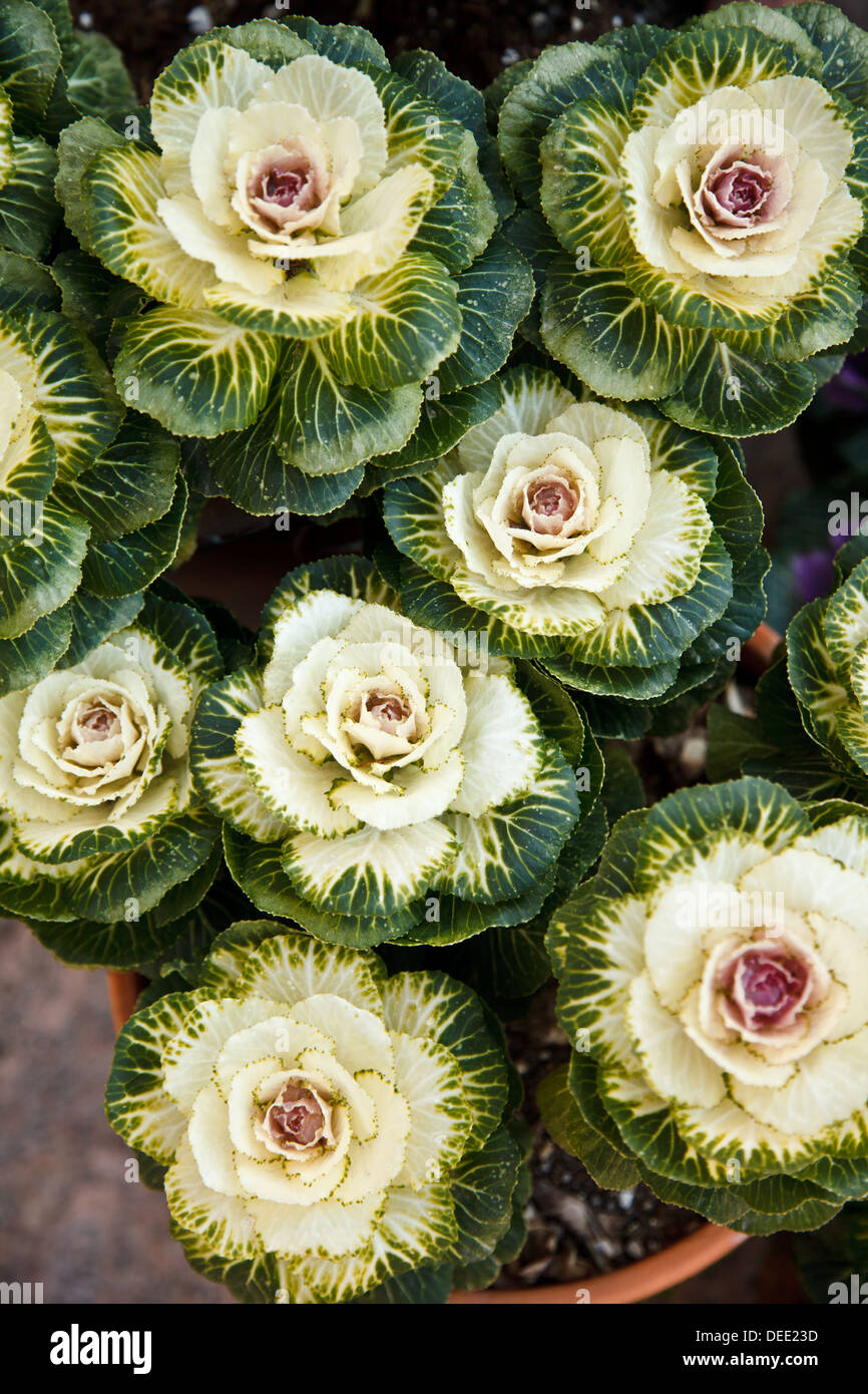 ornamental kale in garden Stock Photo - Alamy