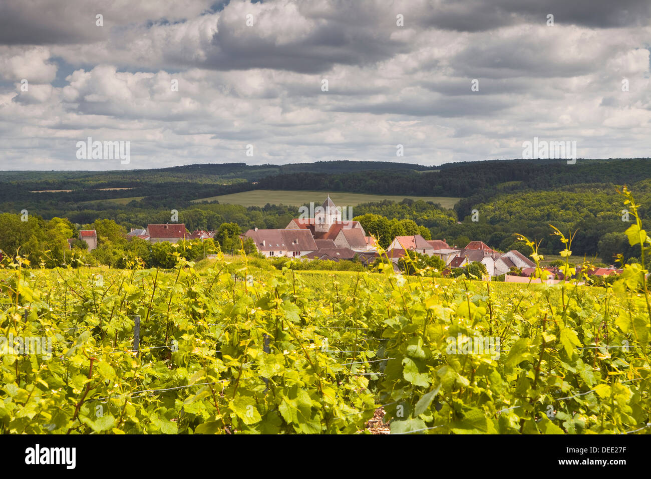 Champagne vineyards above the village of Landreville in the Cote des ...
