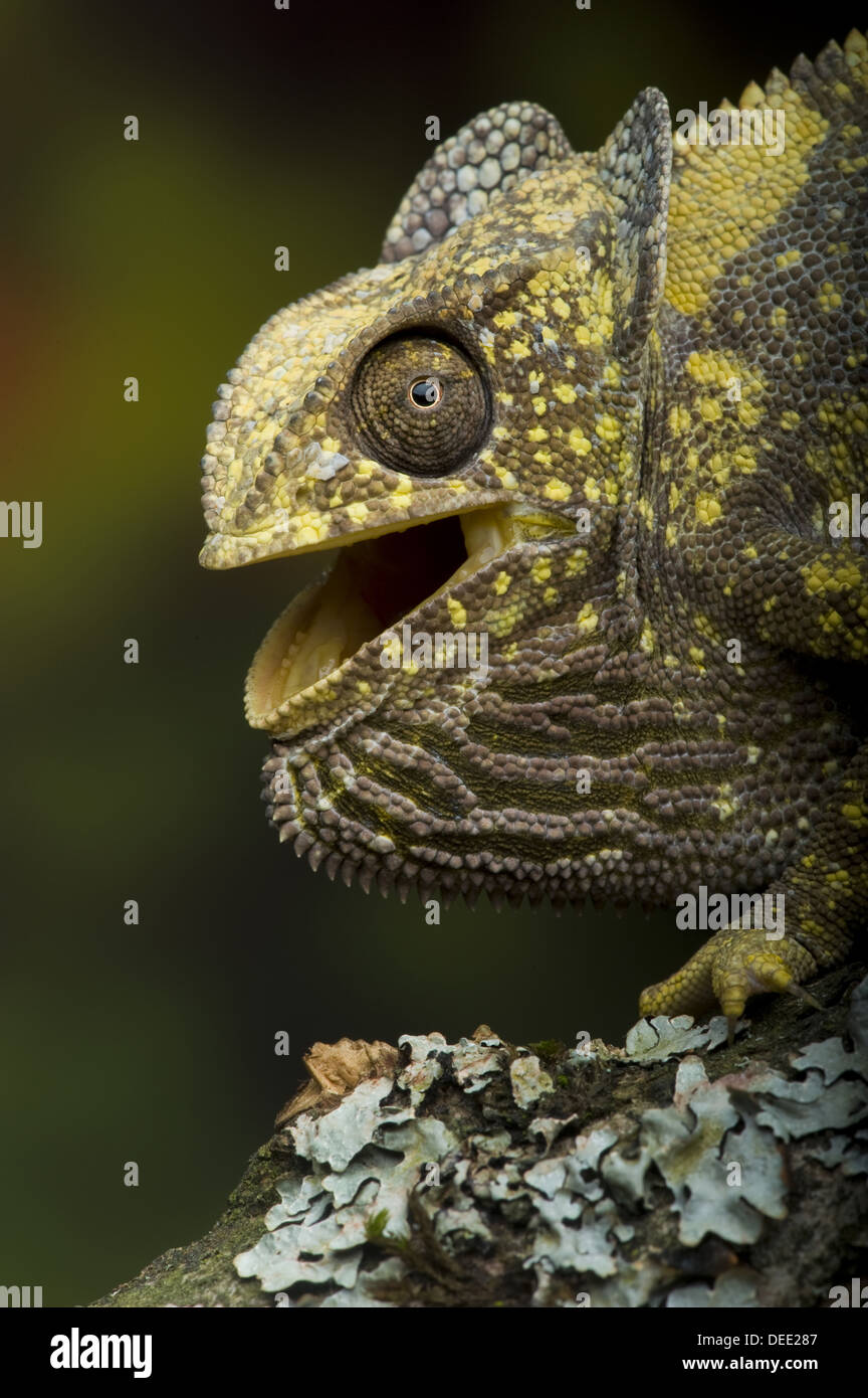 Flap Necked Chameleons High Resolution Stock Photography and Images - Alamy